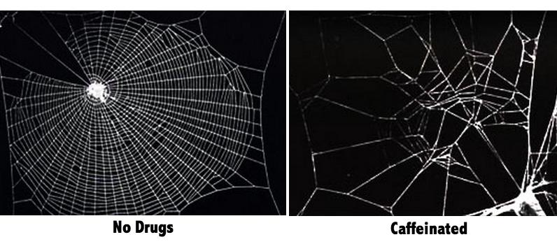 This Is a Spider's Brain on Drugs